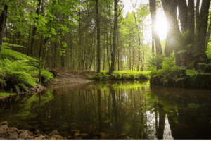 What is forest bathing and why everyone should try it at least once ...